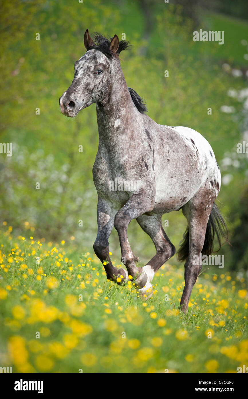 Knabstrup horse - galloping on meadow Stock Photo - Alamy