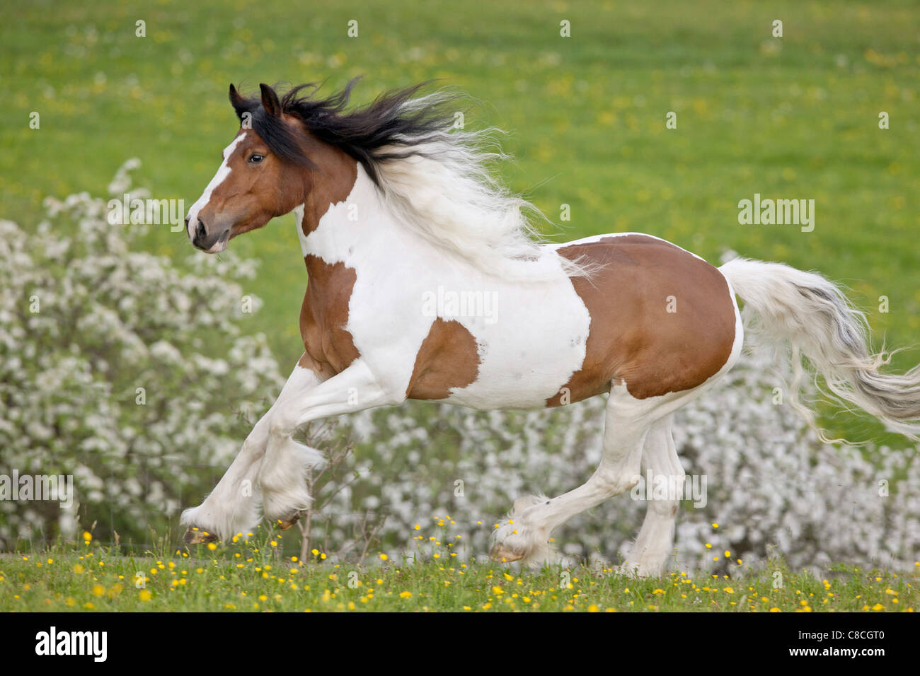 Tinker Pony horse - galloping on meadow Stock Photo - Alamy