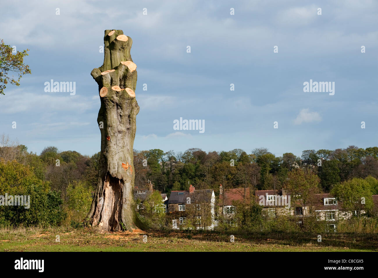 Tall large fully pruned mature tree on the brow of a small parkland ...