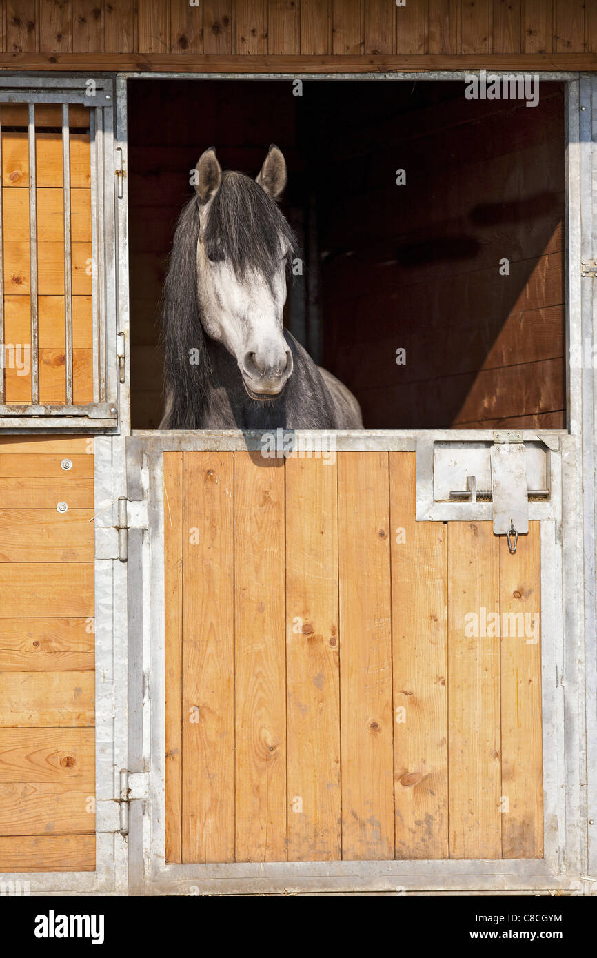 Pure Spanish-bred horse looking out of stable Stock Photo - Alamy