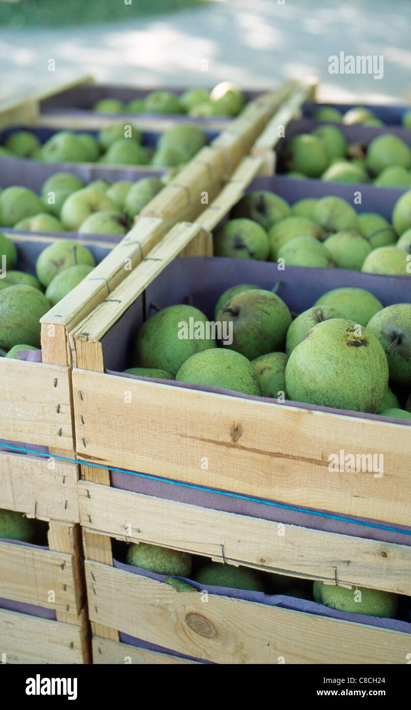 Crates of Passe-crassane pears Stock Photo - Alamy
