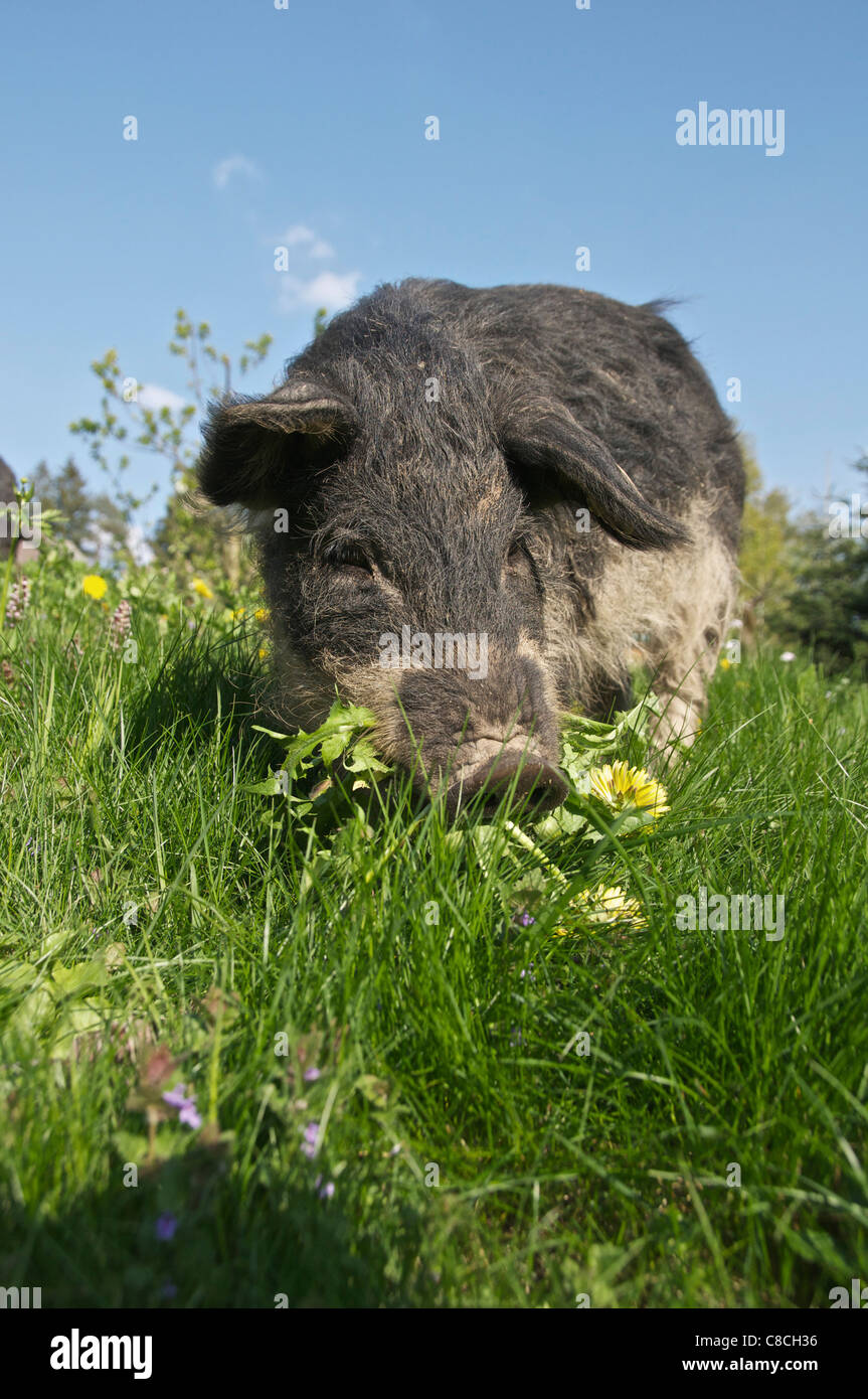 Mangalitza pig on meadow Stock Photo - Alamy