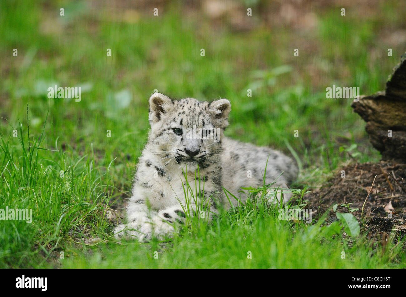 Snow leopard lies hi-res stock photography and images - Alamy