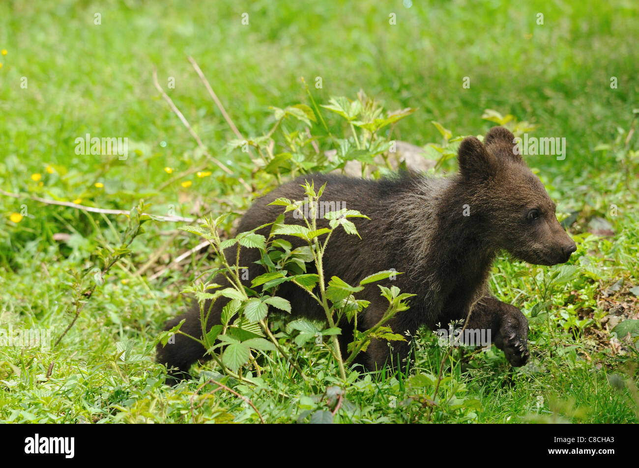 Bear cub running hi-res stock photography and images - Alamy