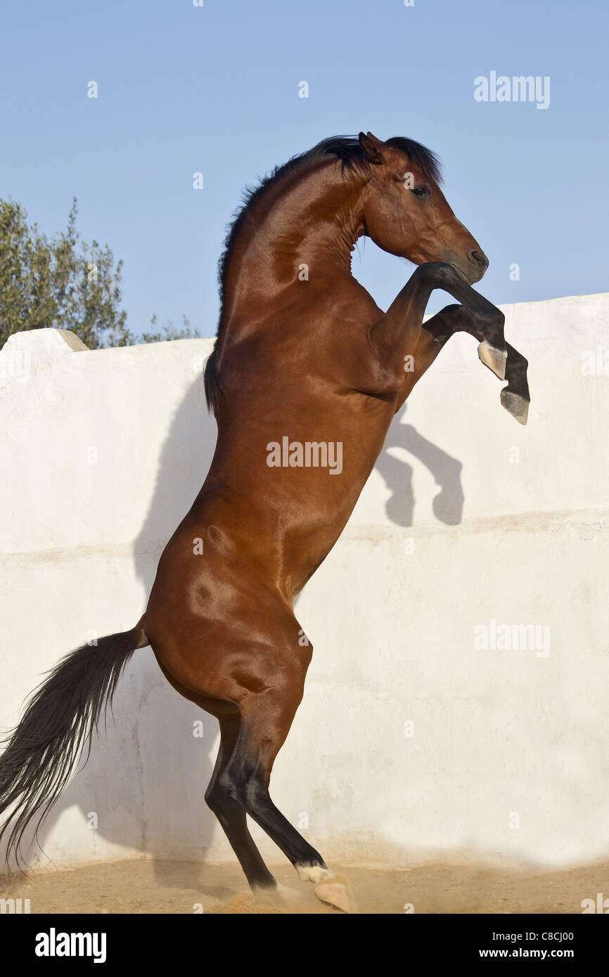 Arabian horse - rearing Stock Photo - Alamy