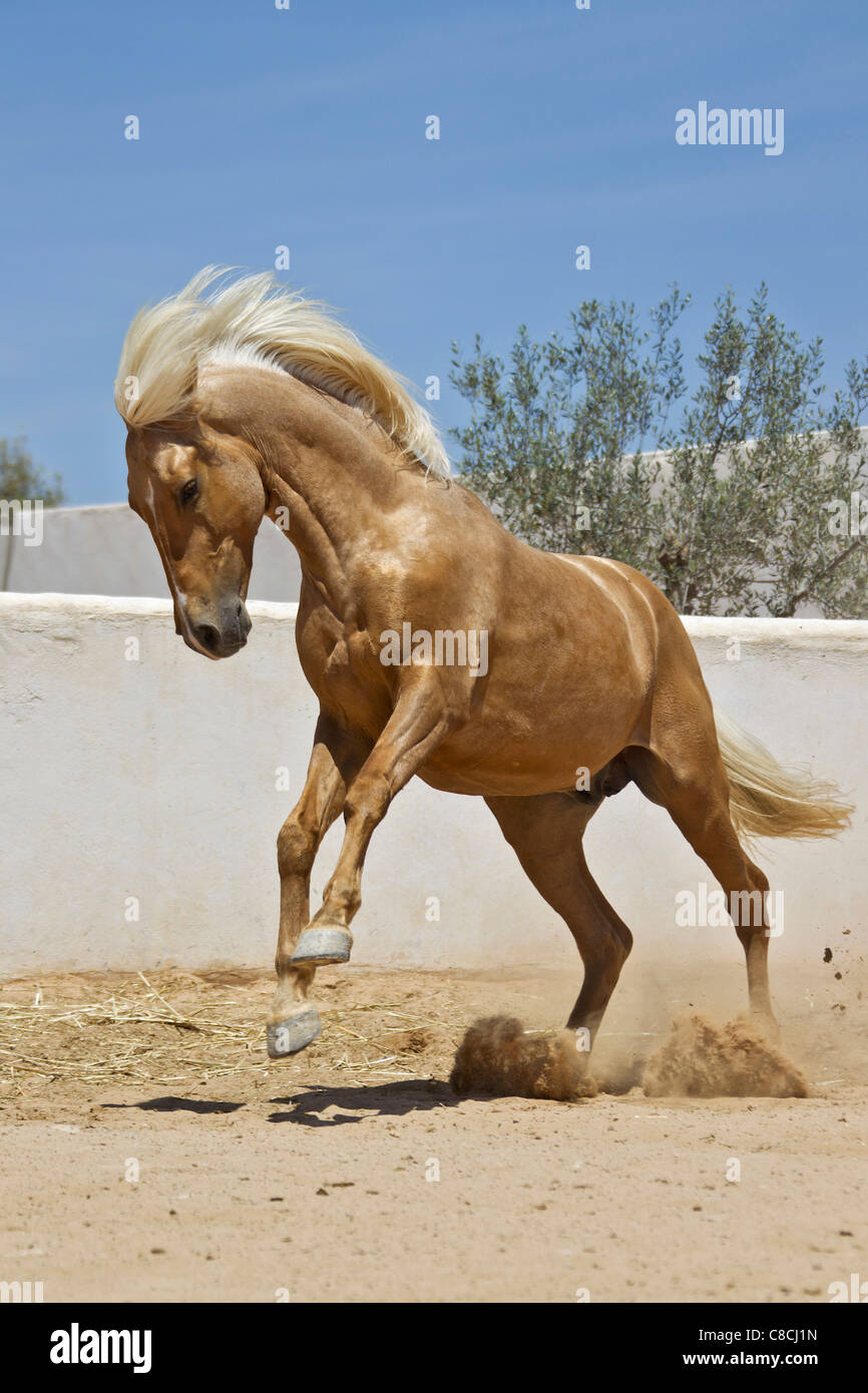 Barb horse jumping hi-res stock photography and images - Alamy