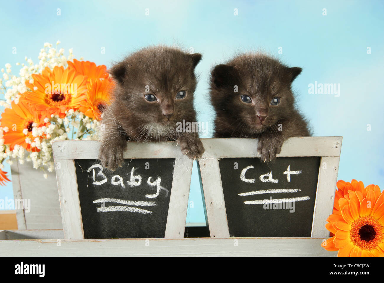 domestic cat - two kittens (14 days Stock Photo - Alamy