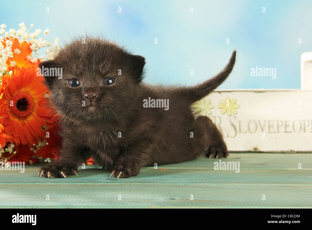 domestic cat - kitten (15 days Stock Photo - Alamy