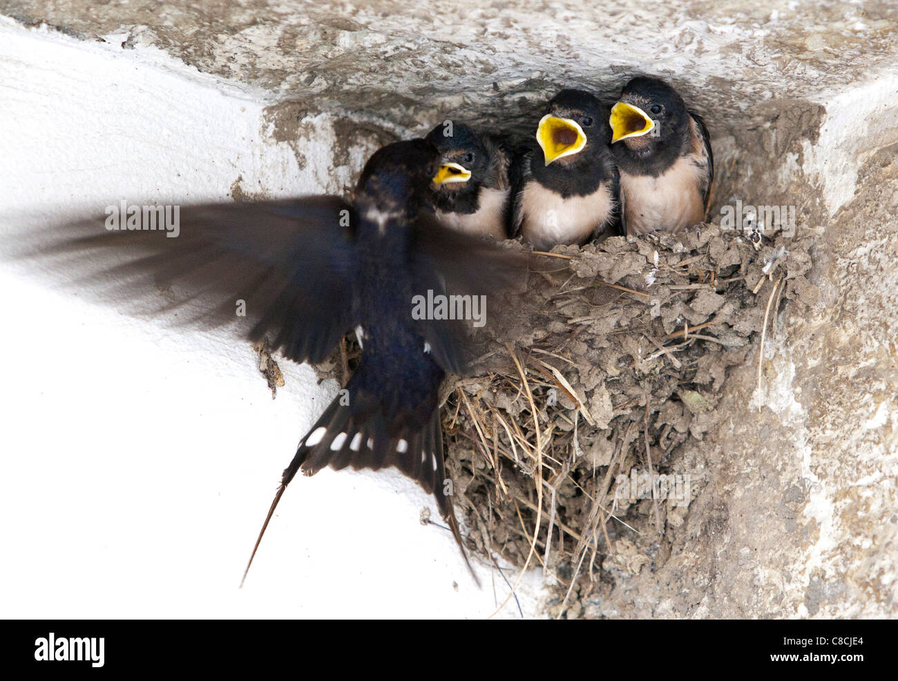 Barn Swallow (Hirundo rustica) with young in nest Stock Photo - Alamy