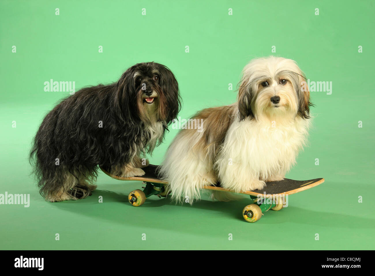two Havanese dogs on Skateboard Stock Photo - Alamy