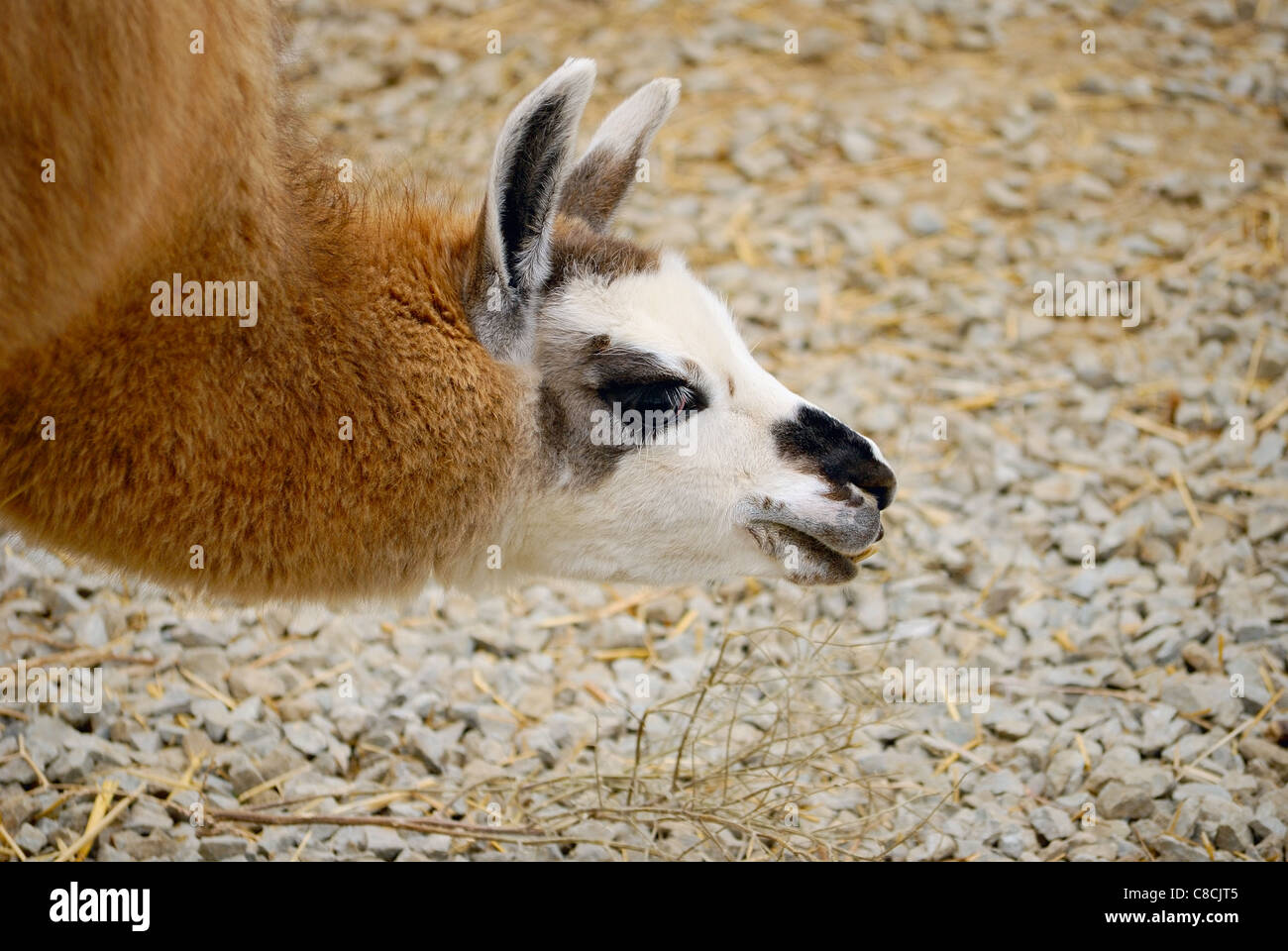 portrait of animal lama. outdoor shot Stock Photo - Alamy