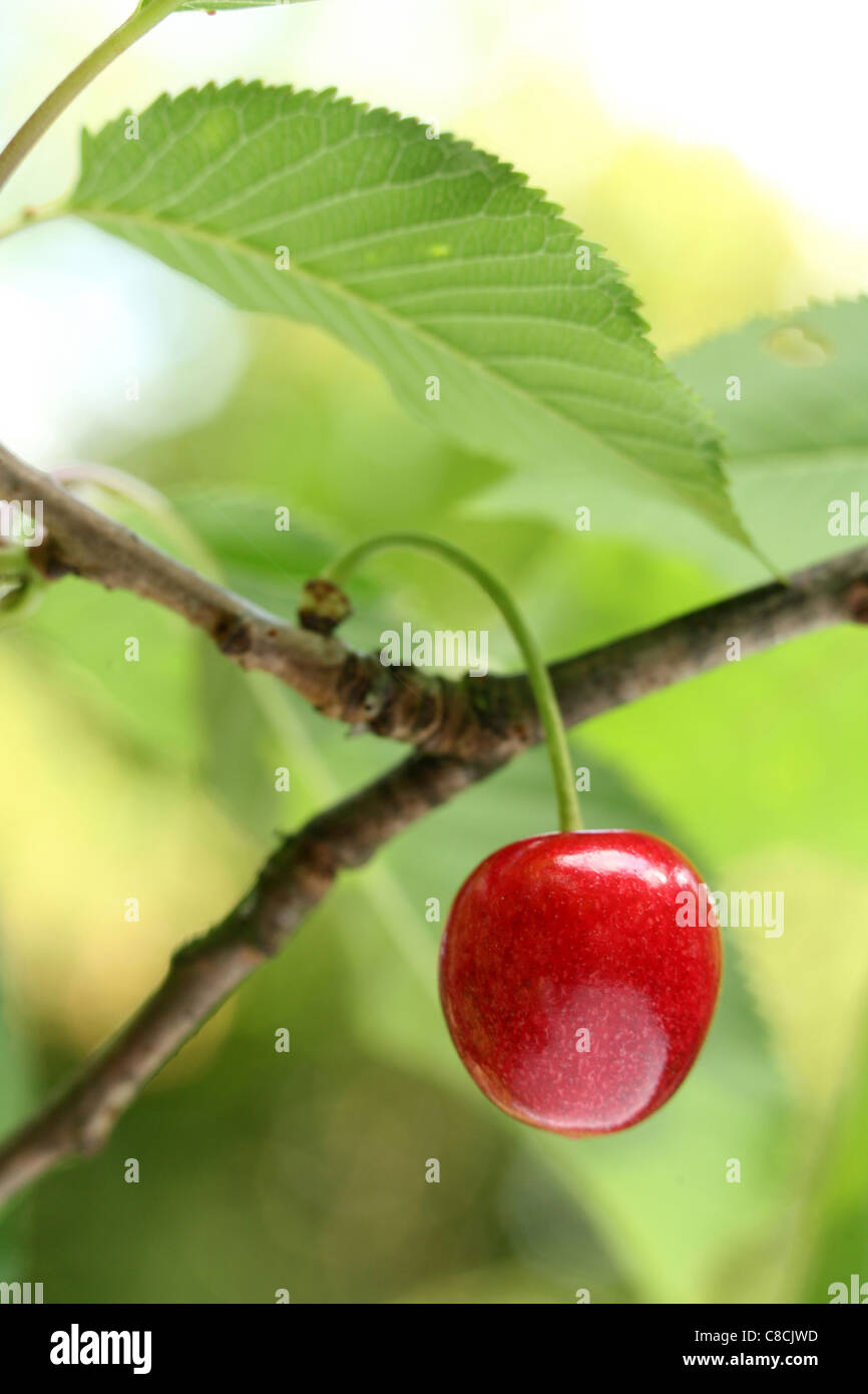 Burlat hi-res stock photography and images - Alamy