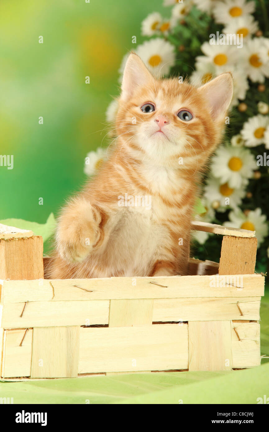 domestic cat - kitten in box Stock Photo - Alamy