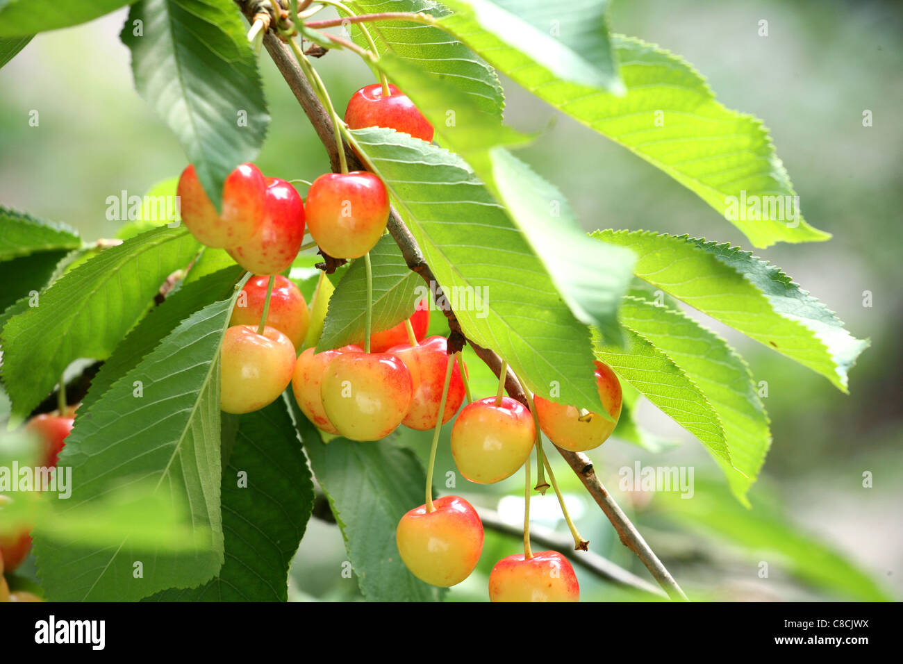 Napoleon cherries hi-res stock photography and images - Alamy