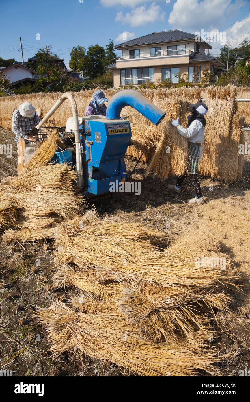 Japan, Nagano Prefecture, Rice Threshing Stock Photo - Alamy