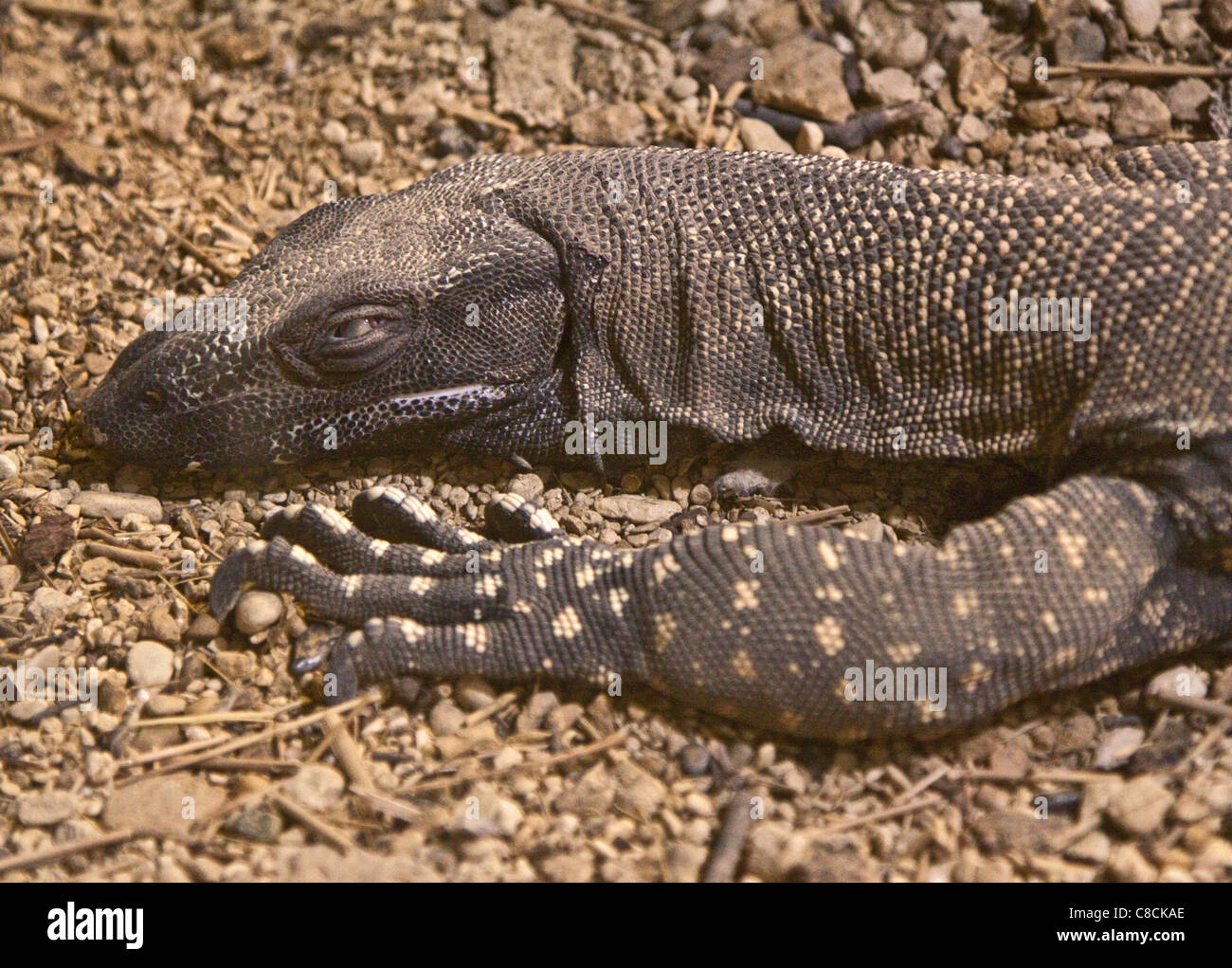 Lace monitor hi-res stock photography and images - Alamy