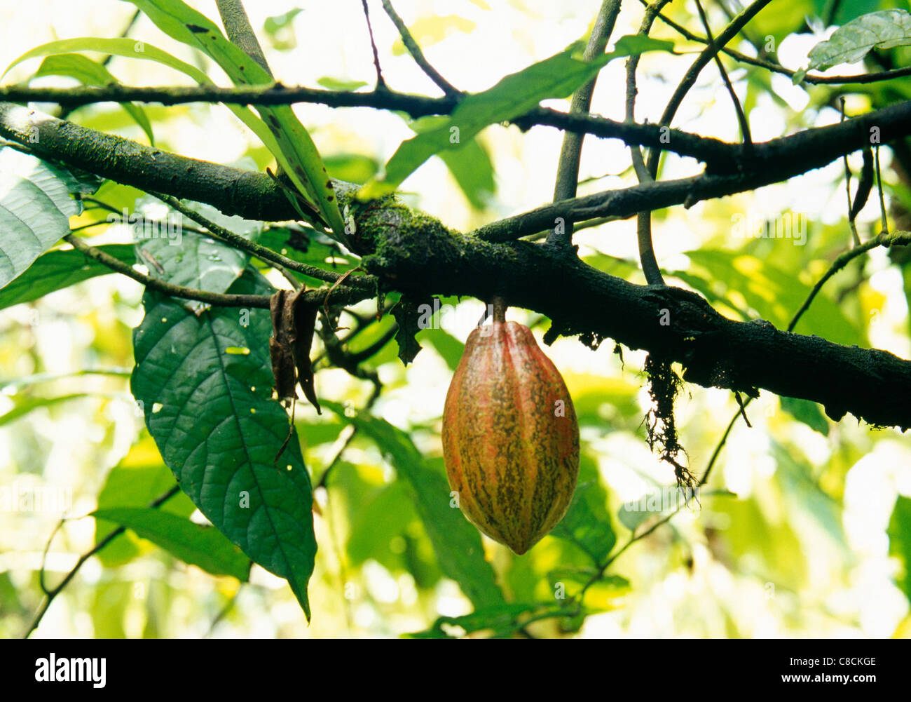 Fruit cocoa tree sao hi-res stock photography and images - Alamy