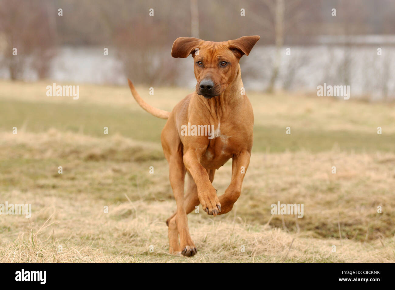 Rhodesian Ridgeback - running on meadow Stock Photo - Alamy