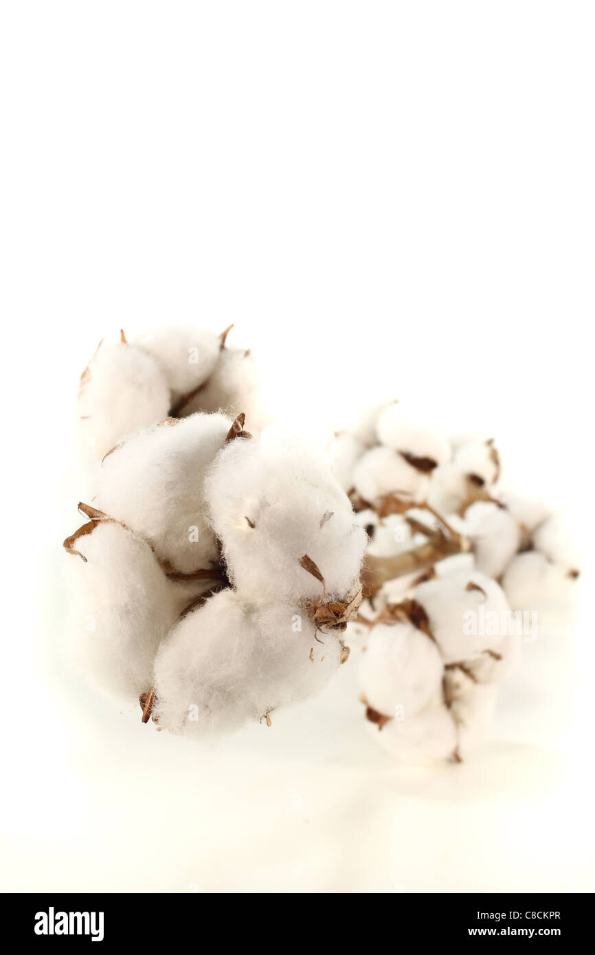 a sprig of Cotton with blossoms on a white background Stock Photo - Alamy