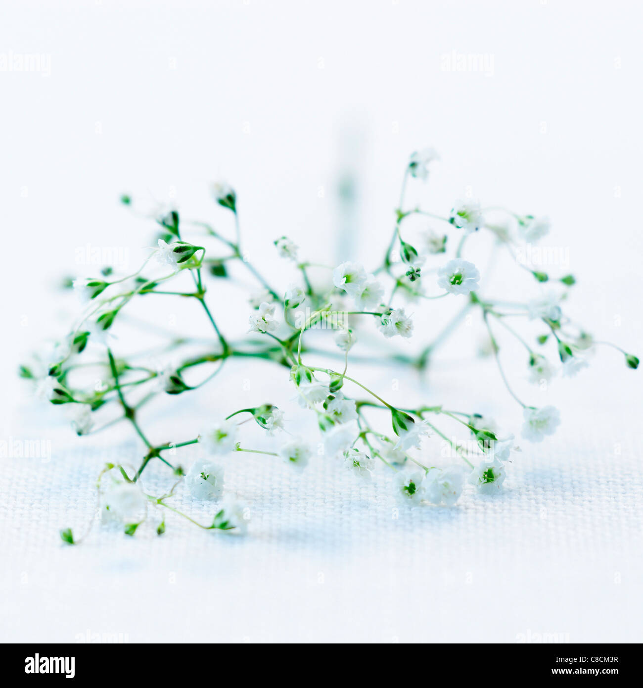 Gypsophile hi-res stock photography and images - Alamy