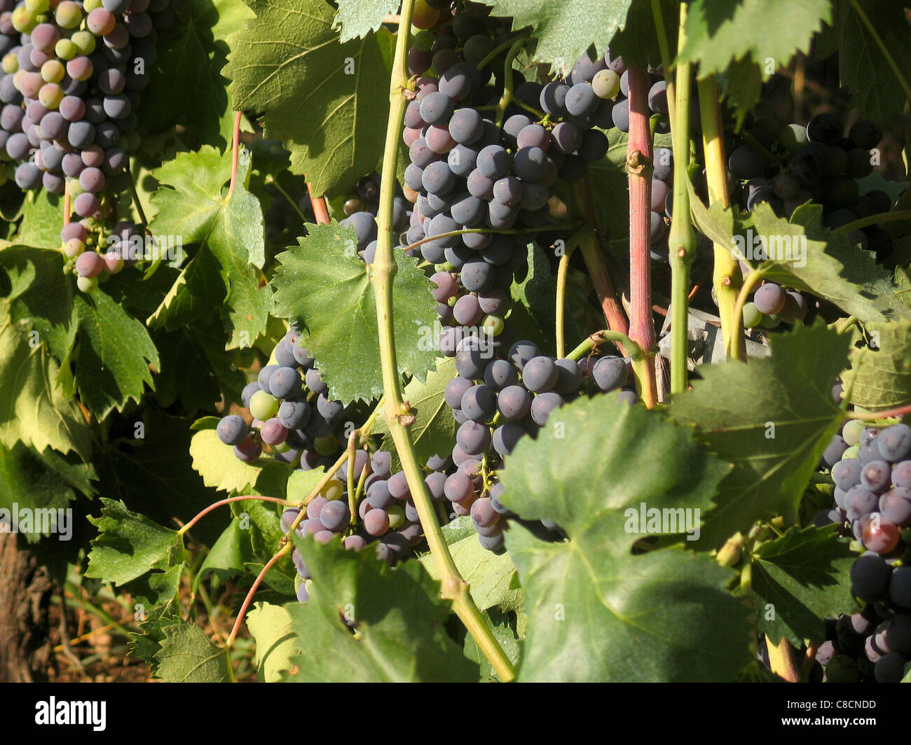 Molise italy vineyard hi-res stock photography and images - Alamy