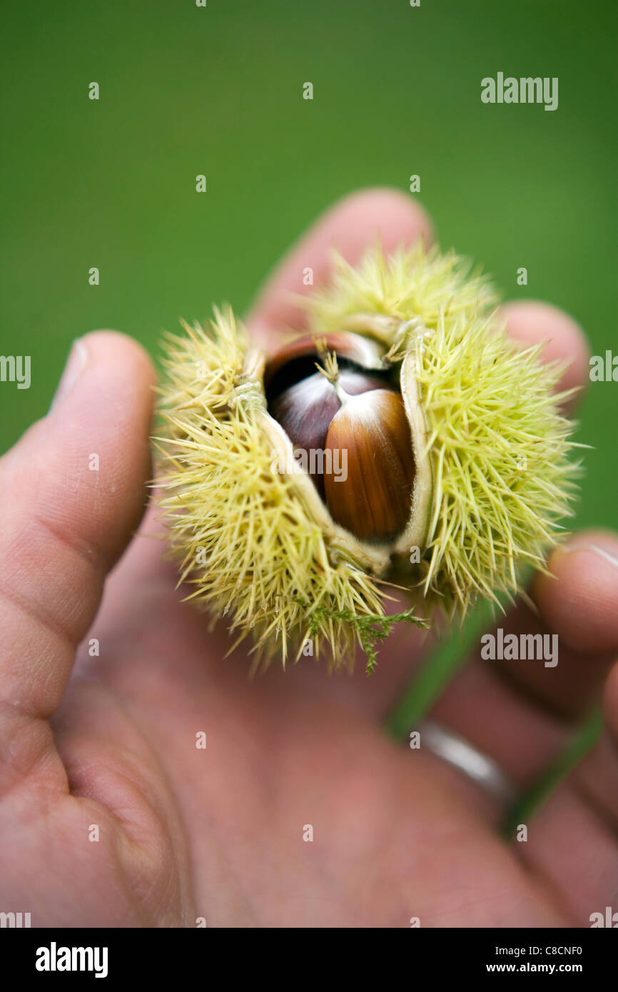 Chestnut Bur High Resolution Stock Photography and Images - Alamy