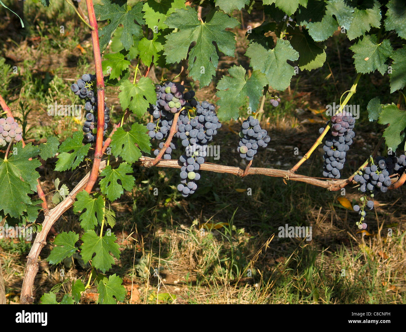 Vineyard red grape grapevine montepulciano dabruzzo italy hi-res stock ...