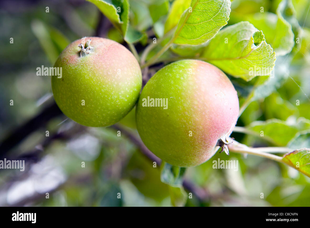 Boskoop apples hi-res stock photography and images - Alamy