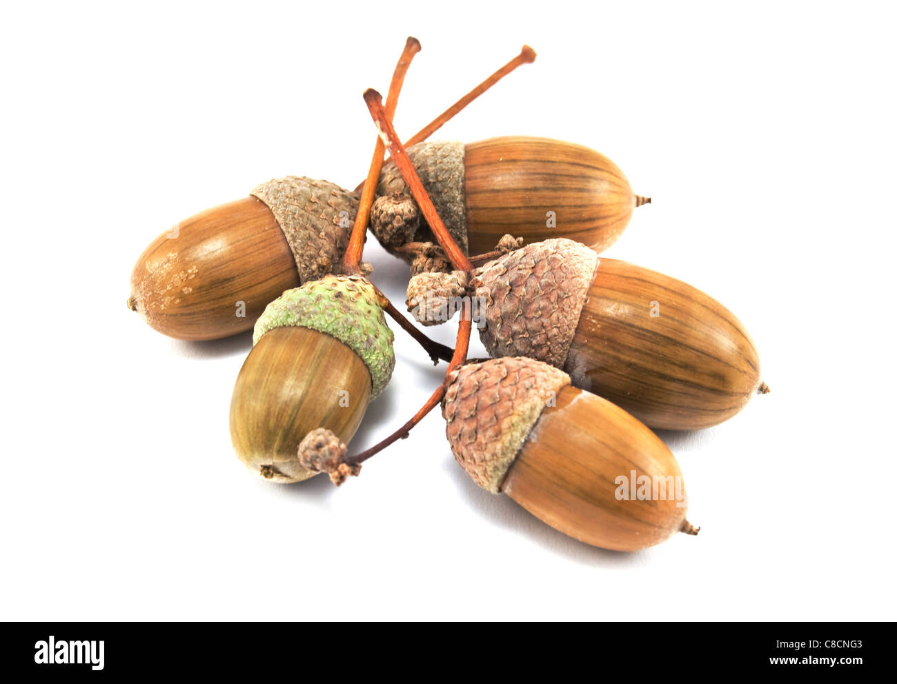 five acorns isolated on a white background Stock Photo - Alamy