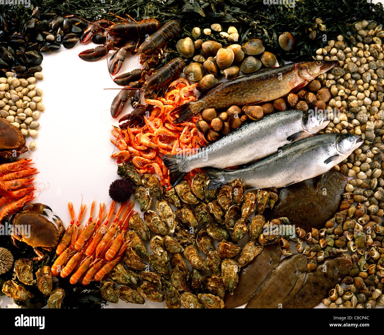 Cockle shell with hole hi-res stock photography and images - Alamy
