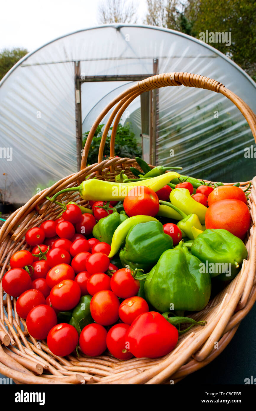 Polytunnel tomatoes hi-res stock photography and images - Alamy