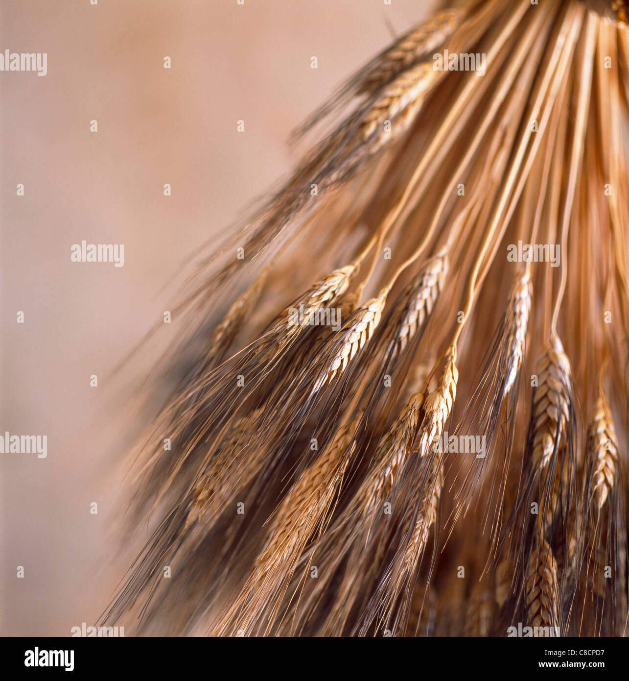 Ears of barley Stock Photo - Alamy