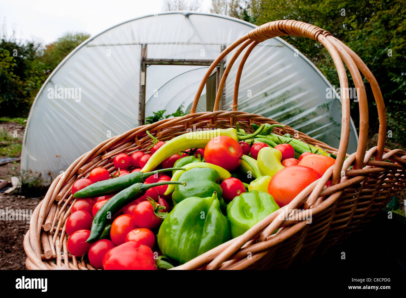 Polytunnel tomatoes hi-res stock photography and images - Alamy