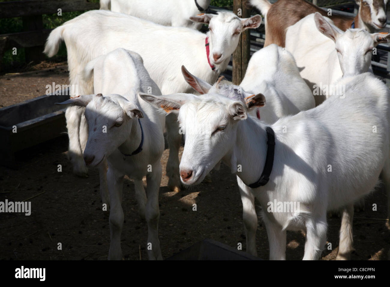 Herd of friendly Goats at the Abbotsbury Childrens Farm Stock Photo - Alamy