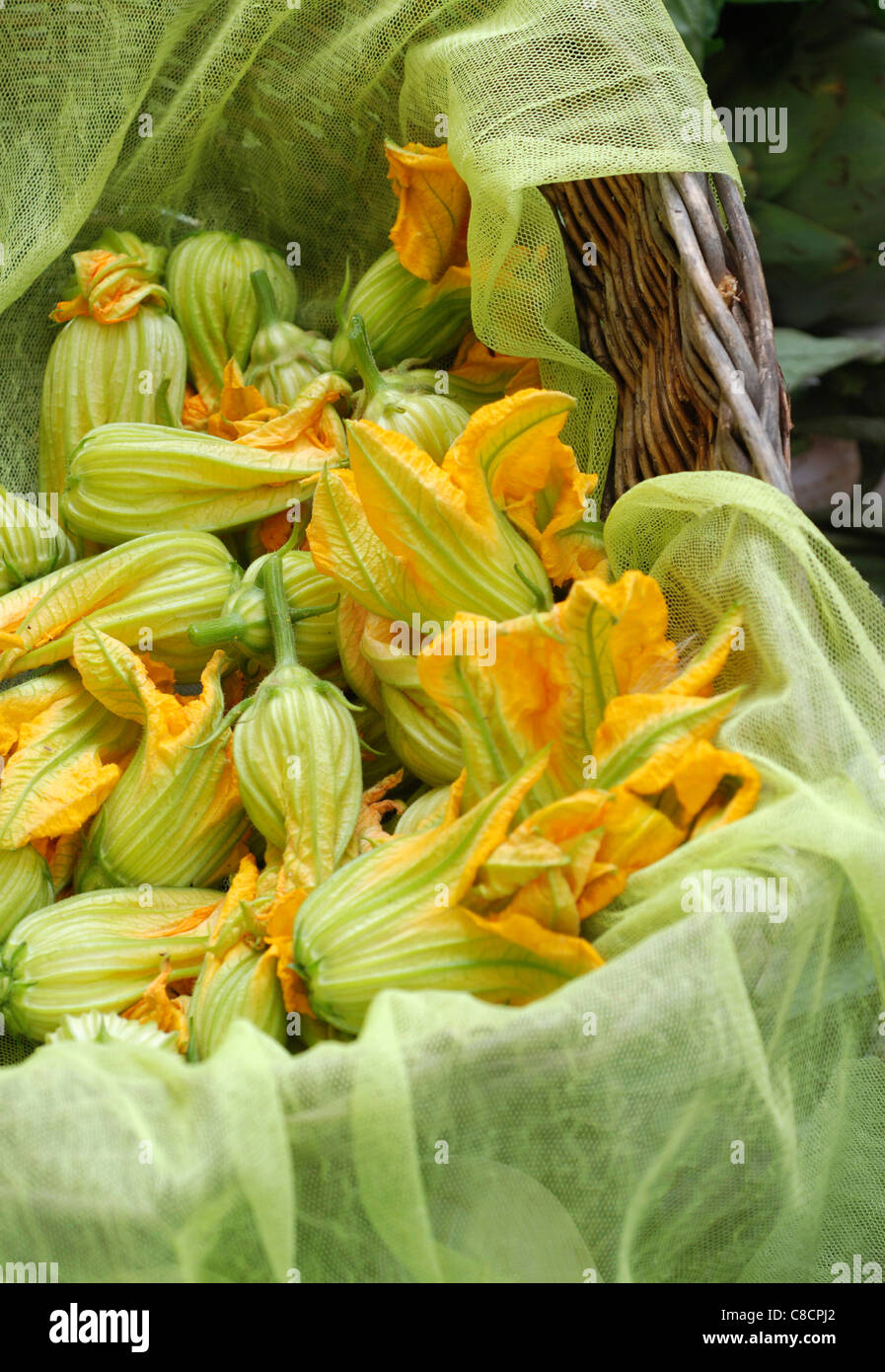 Basket Of Courgette Flowers Stock Photo Alamy basket-of-courgette-flowers-stock-photo-alamy