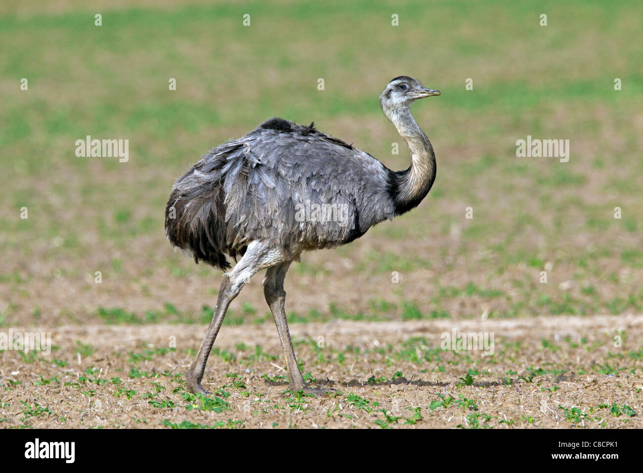 Male rhea hi-res stock photography and images - Alamy