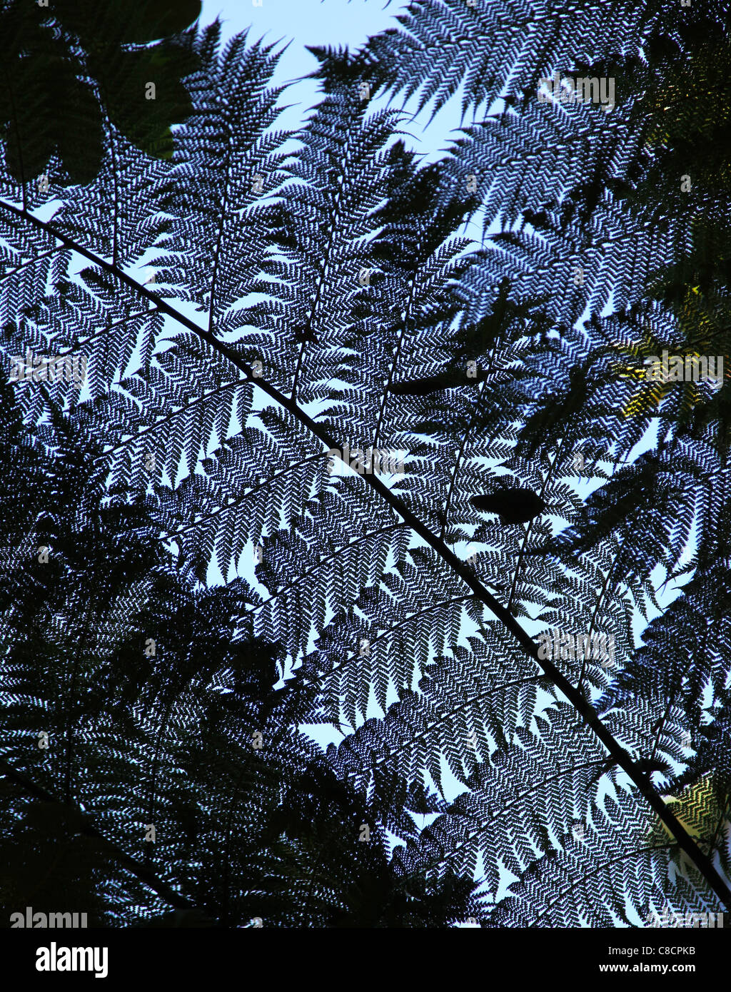 Giant fern tree hi-res stock photography and images - Alamy
