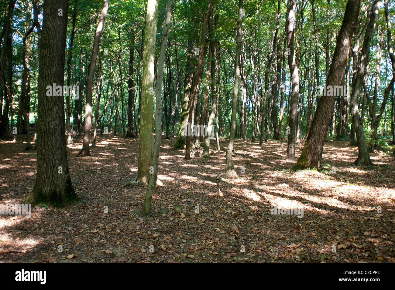 Forest with trees and river in a protected natural area, Montevecchia ...