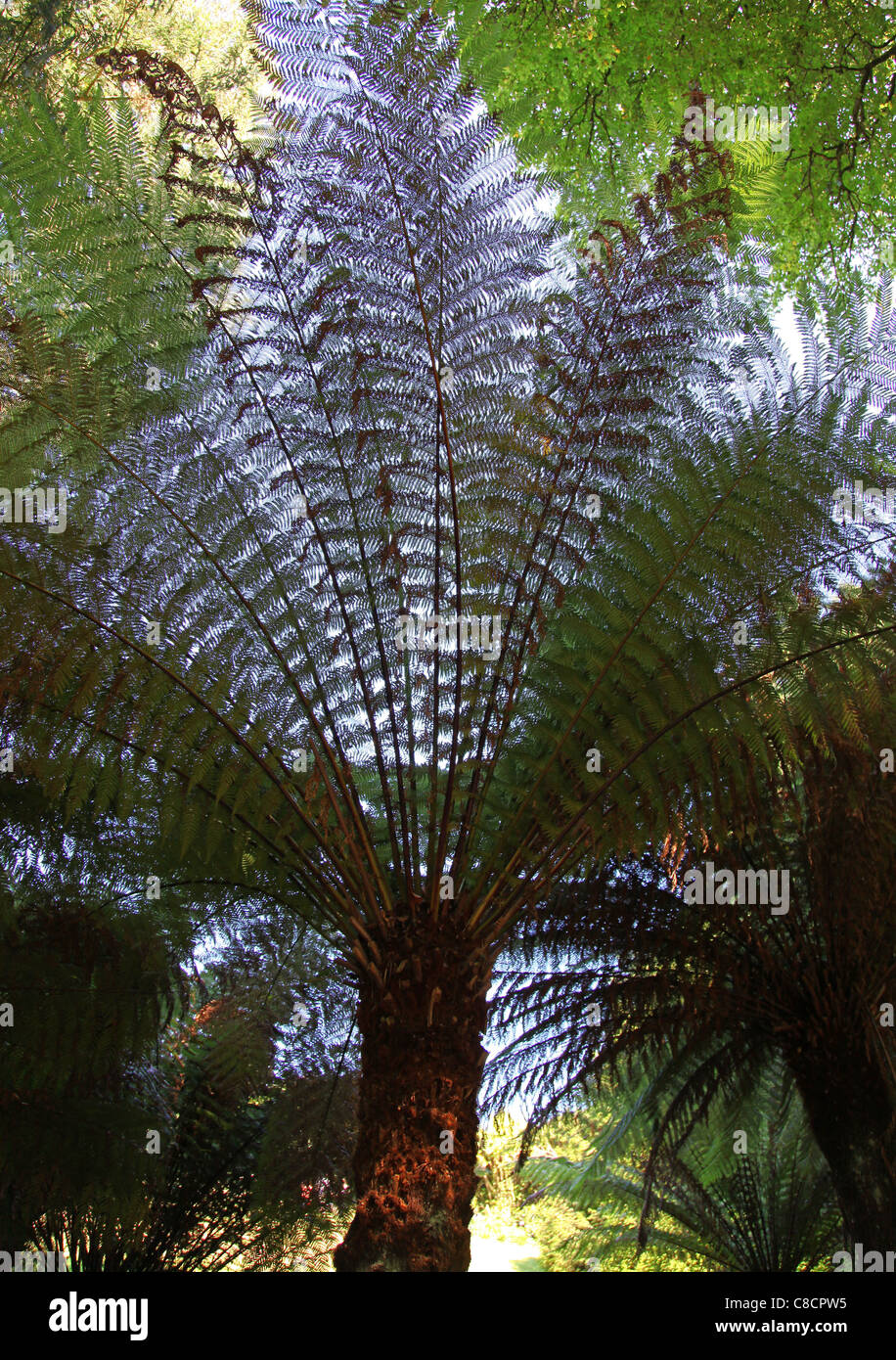 Giant fern tree hi-res stock photography and images - Alamy