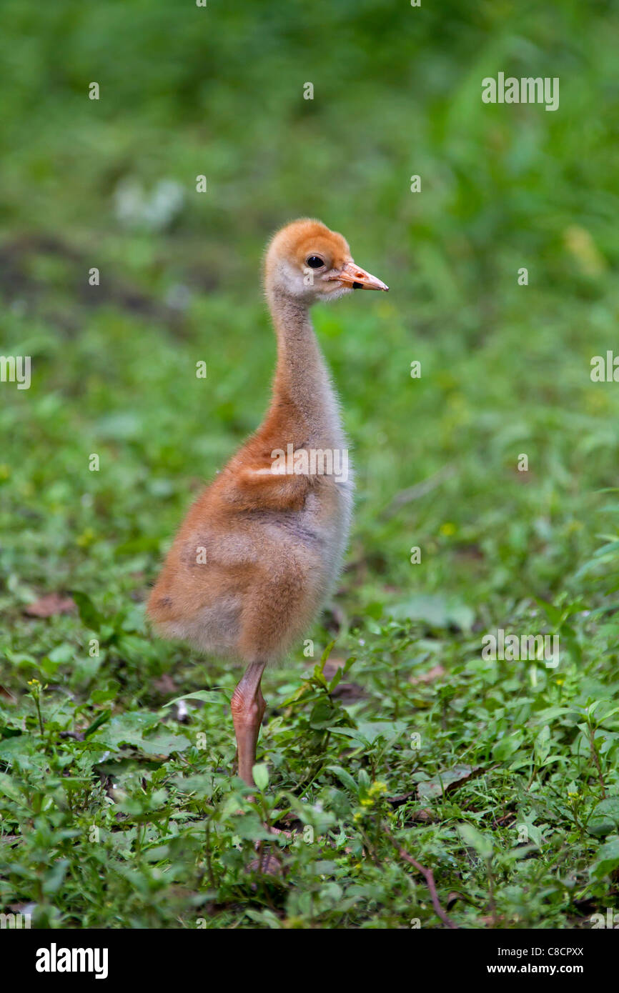 Common Crane / Eurasian Crane (Grus grus) 10 day old chick, Germany ...