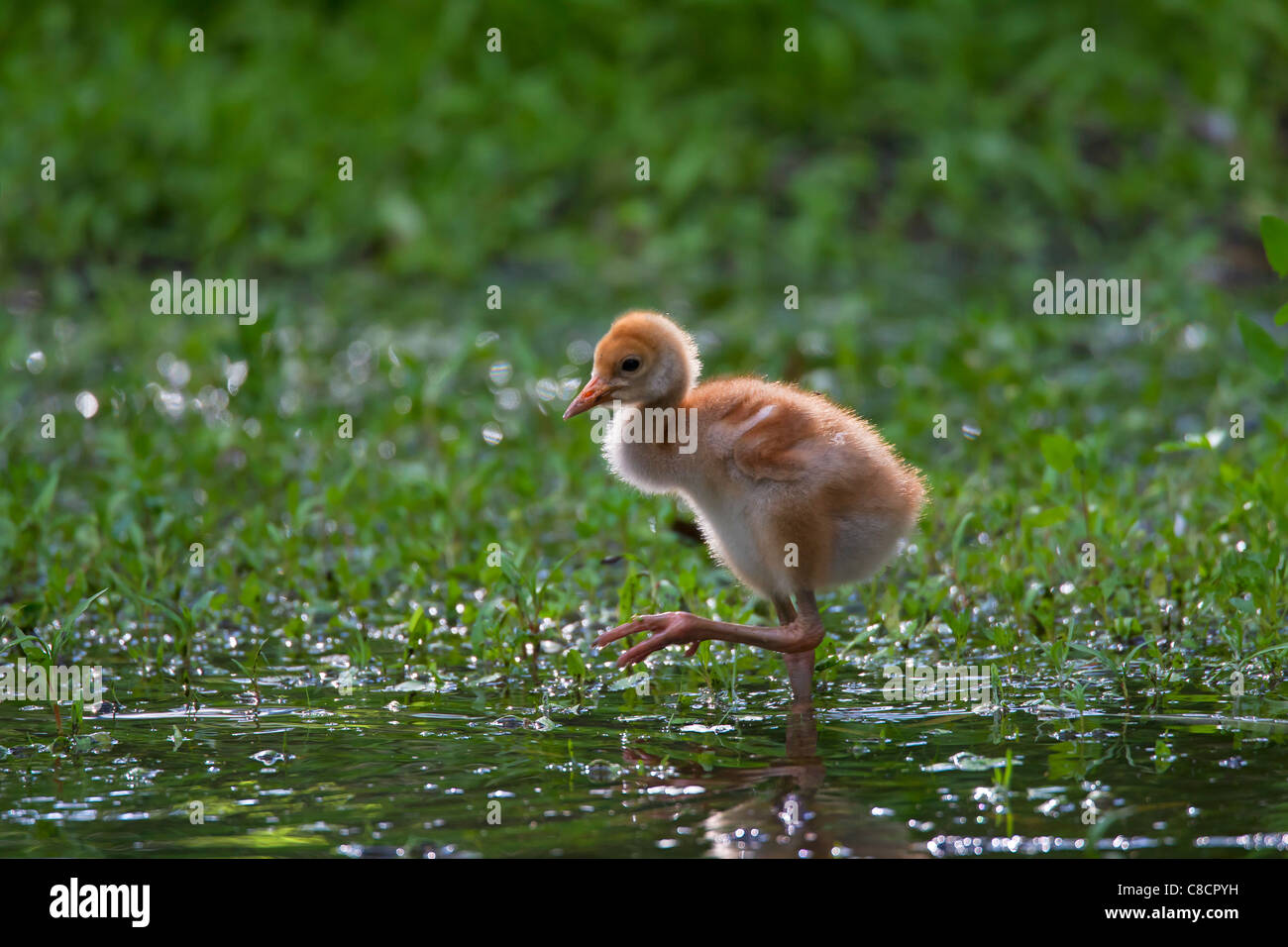 Common Crane / Eurasian Crane (Grus grus) 10 day old chick walking ...