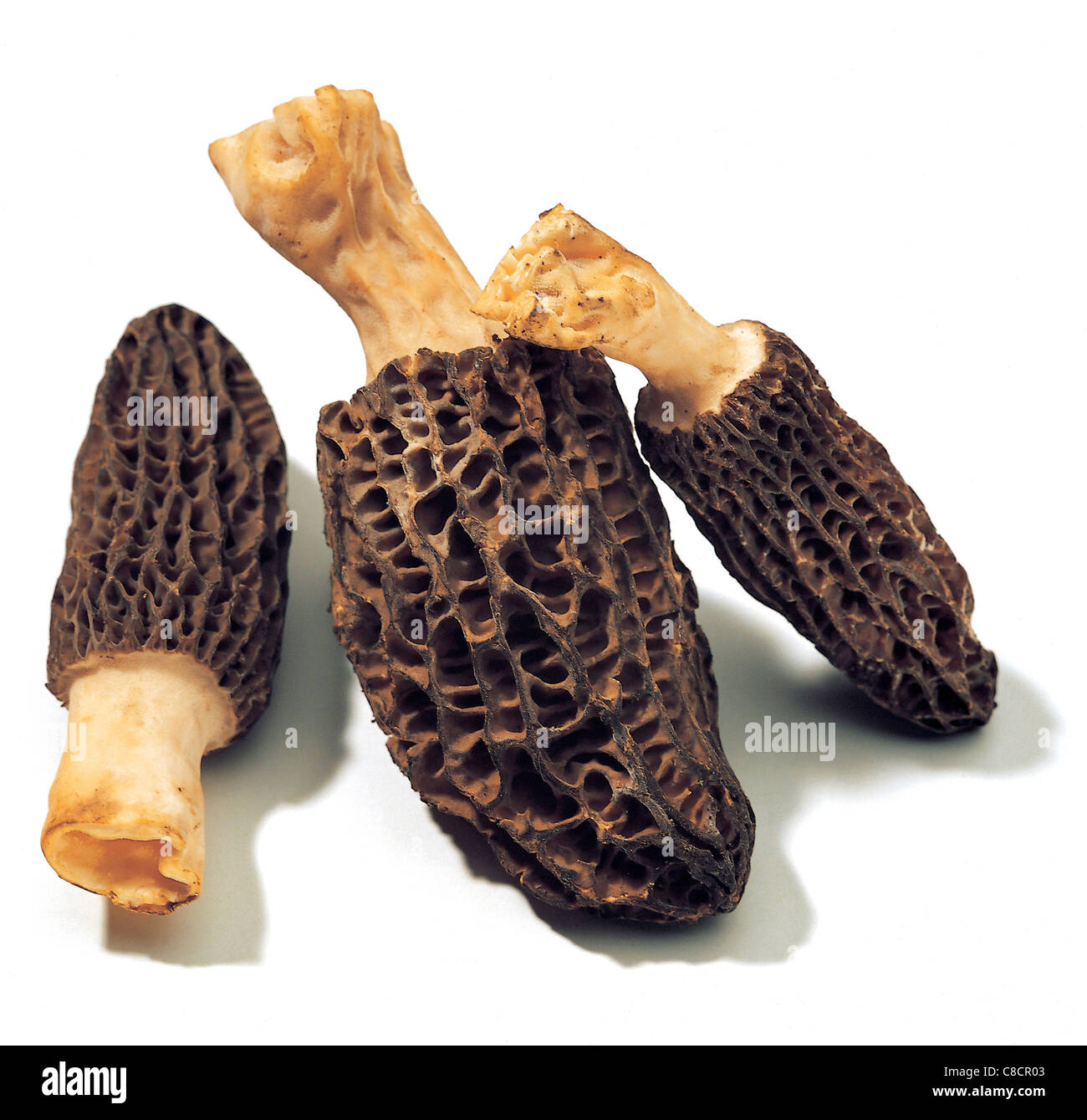 Morel cut out hi-res stock photography and images - Alamy