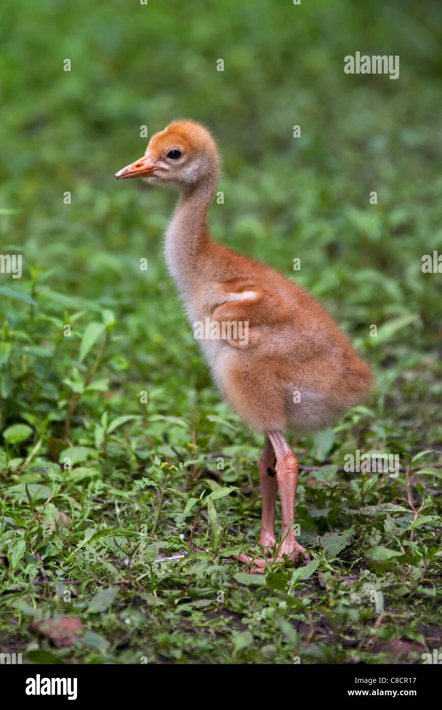 Baby Whooping Cranes