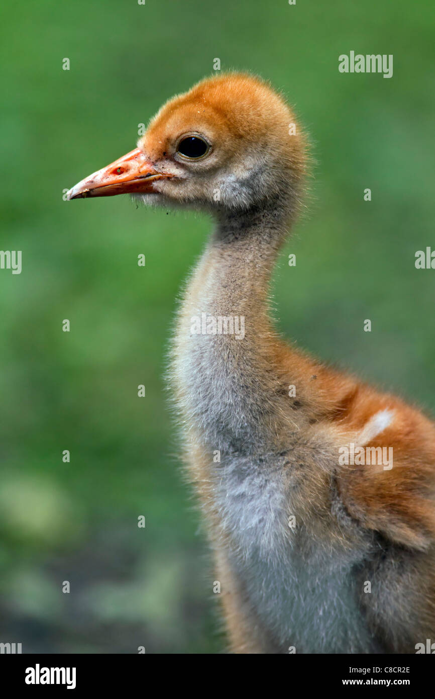 Common Crane / Eurasian Crane (Grus grus) 10 day old chick close-up ...