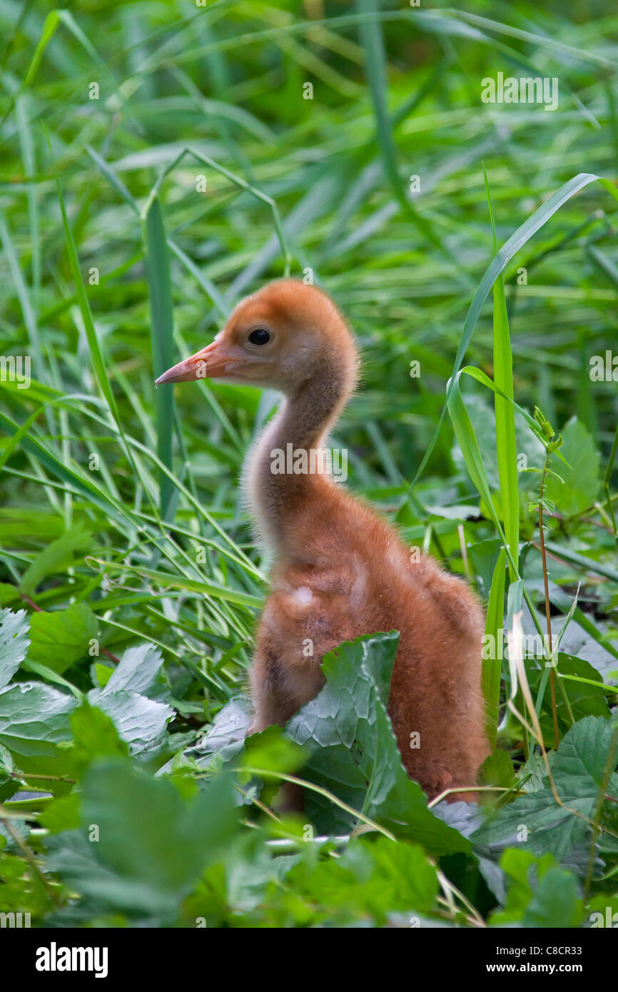 Common Crane / Eurasian Crane (Grus grus) 10 day old chick, Germany ...