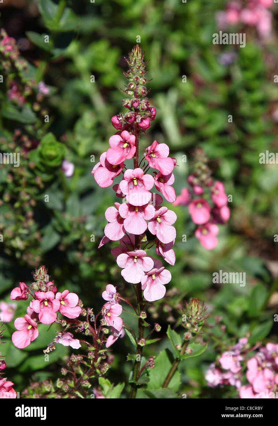 Mullein pink hi-res stock photography and images - Alamy
