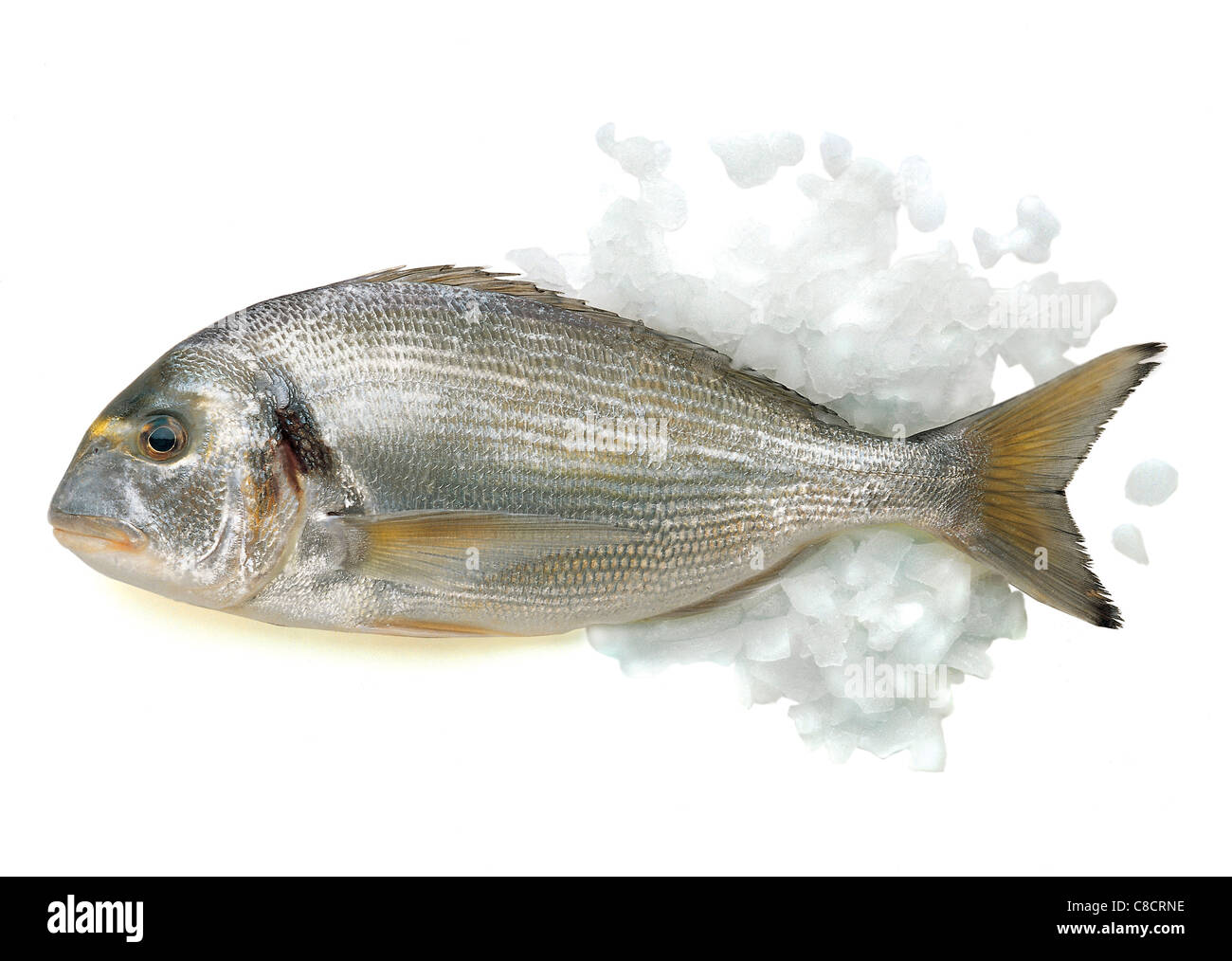 Blue fin sea bream hi-res stock photography and images - Alamy