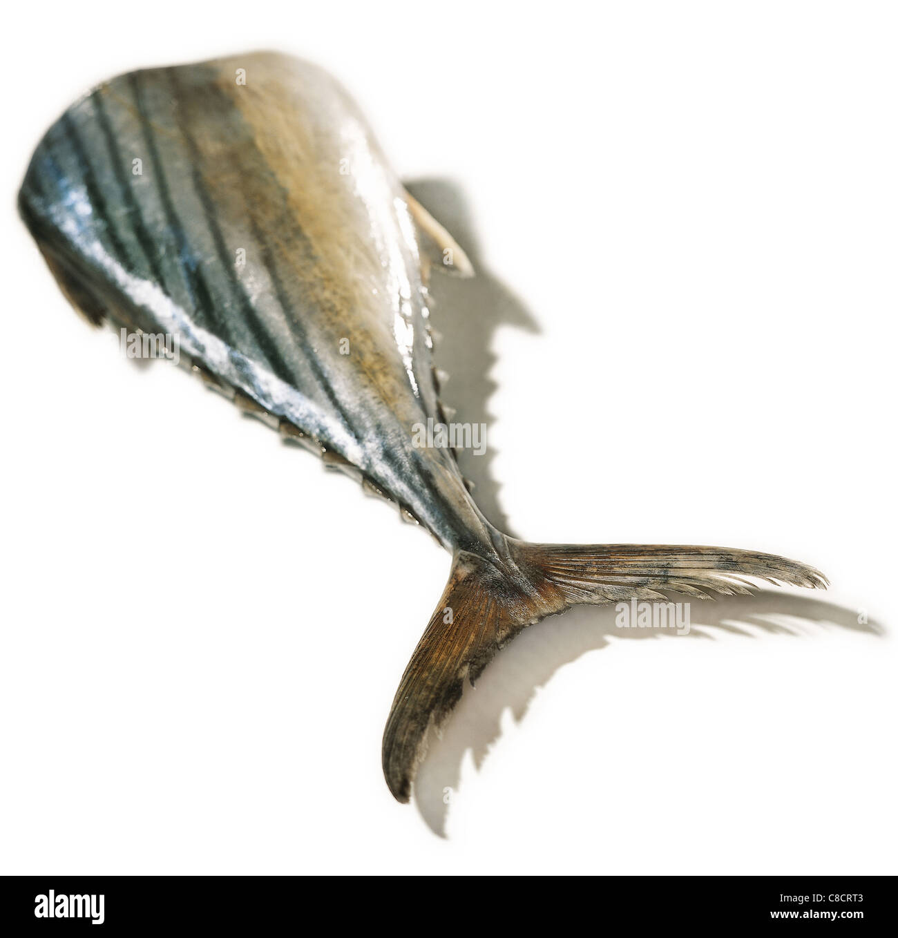 Tuna Tail High Resolution Stock Photography and Images - Alamy