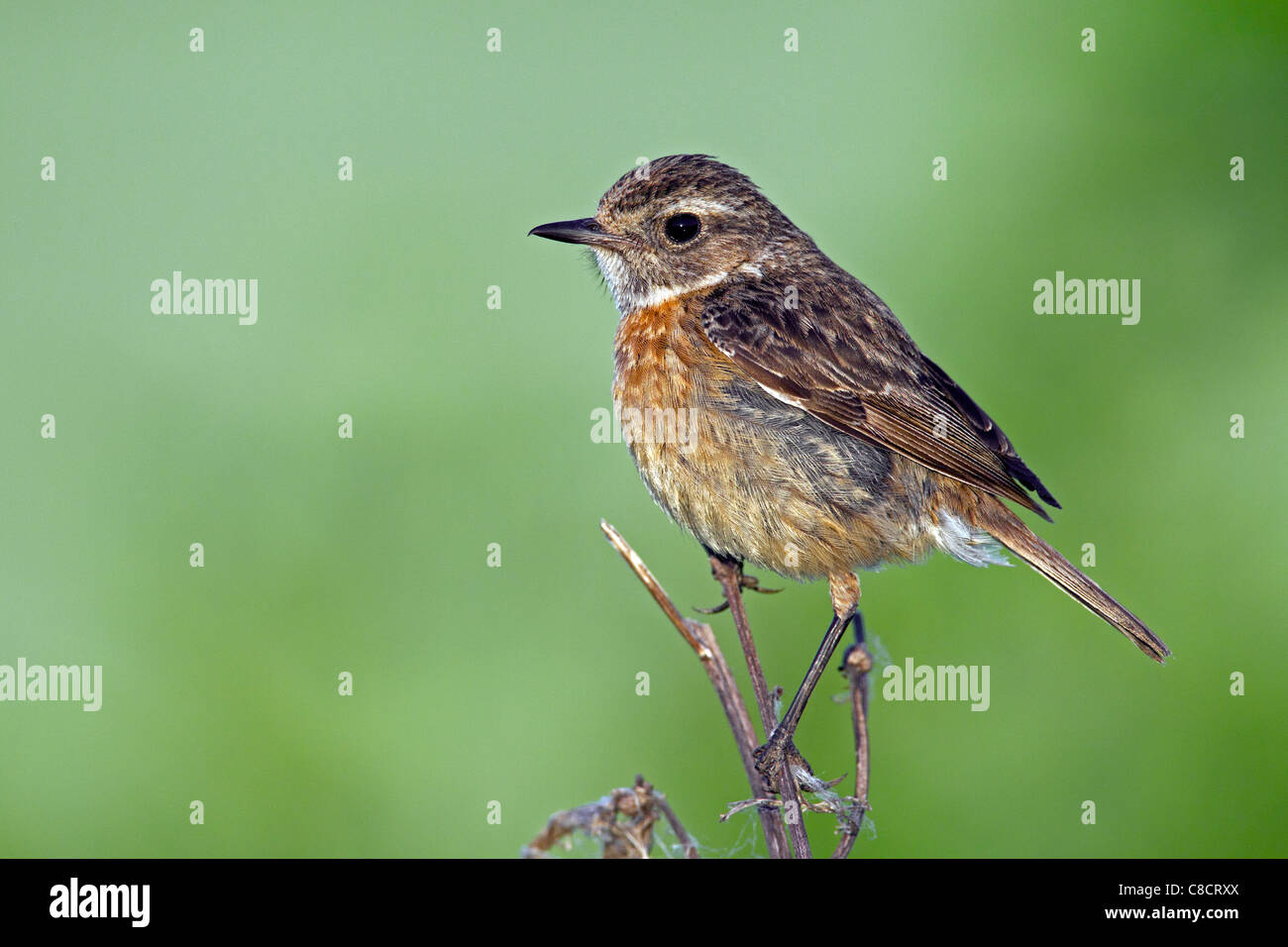 Female european stonechat hi-res stock photography and images - Alamy