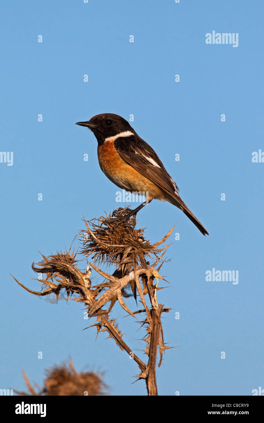 Male European Stonechat High Resolution Stock Photography and Images ...